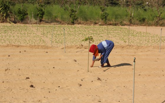 Inspiration guide provides practical ideas on saline farming | Dutch ...