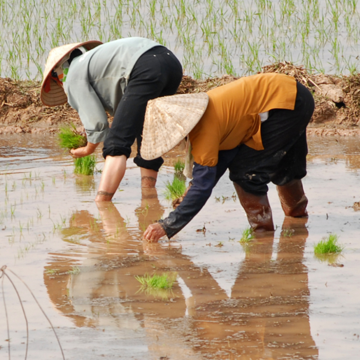 Dutch Water Sector: your worldwide partner for water safety and water ...
